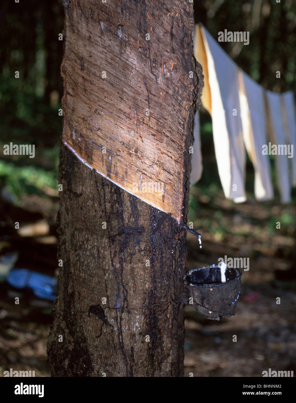 Collecting sap from rubber tree at Rubber Plantation, Phuket, Phuket ...