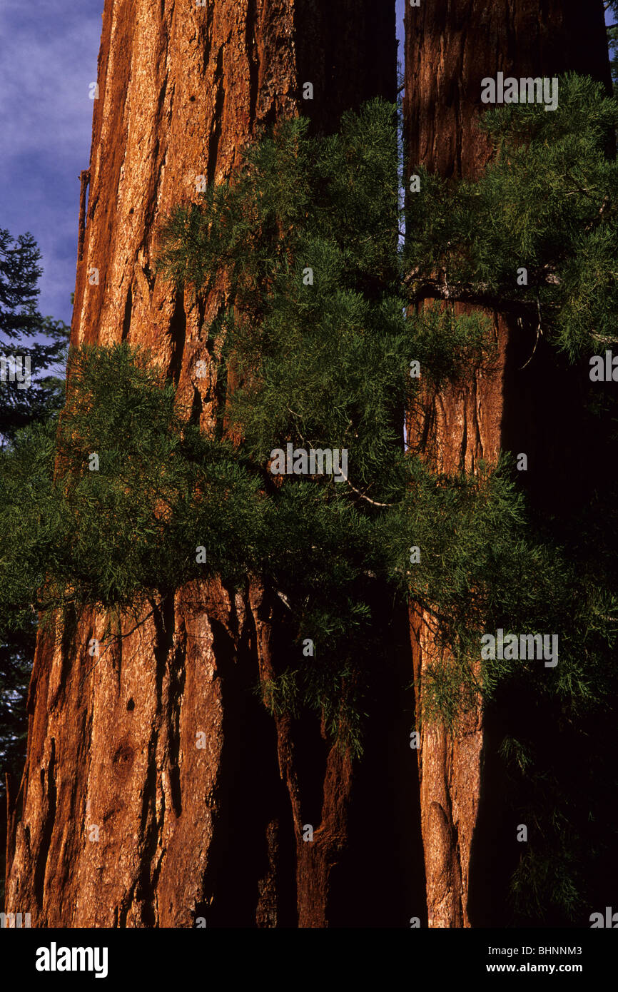 Giant sequoia trees (Sequoiadendron giganteum Stock Photo - Alamy