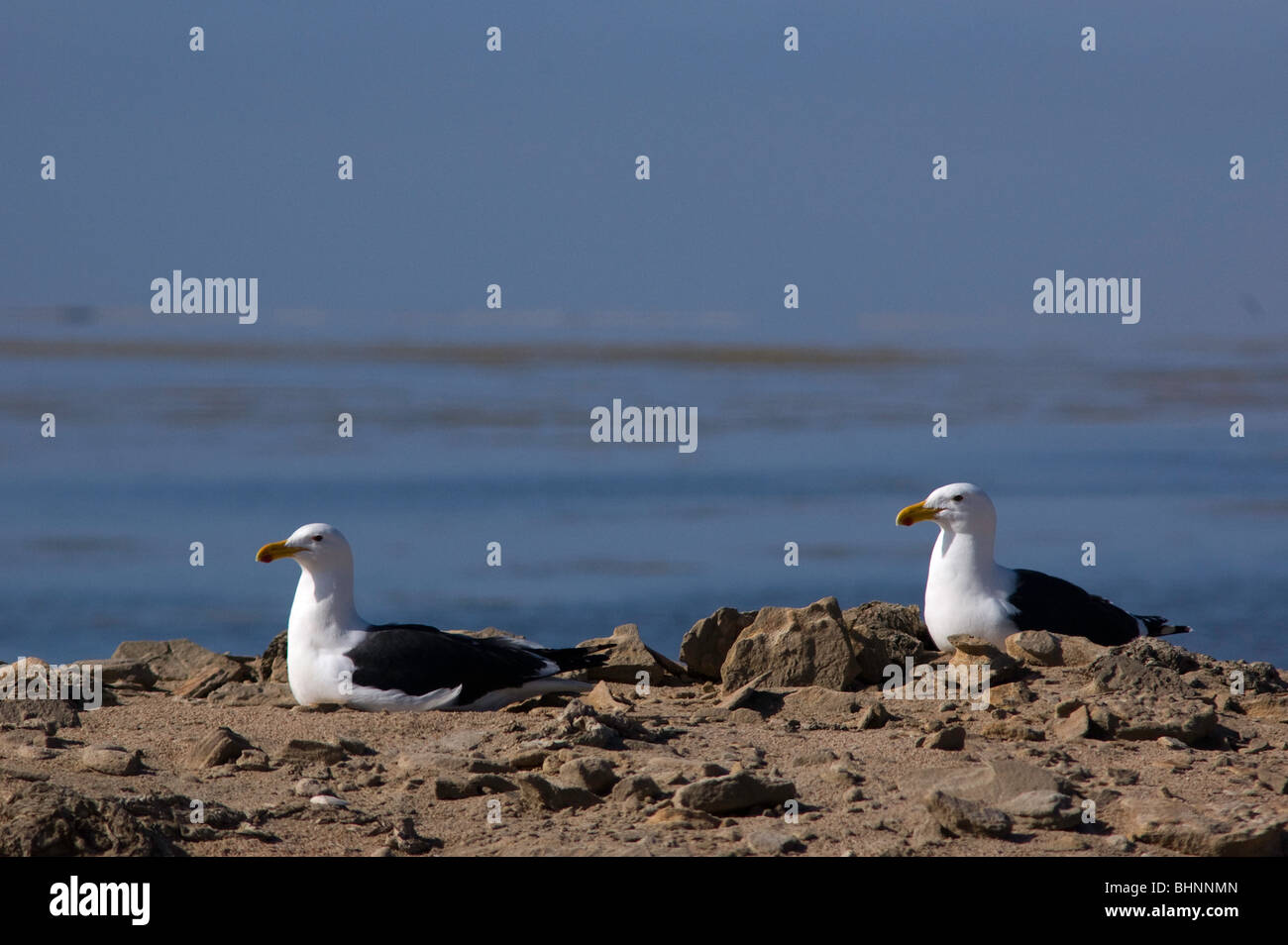 Two kelp gulls in the salt mine south of Walvis Bay Stock Photo - Alamy