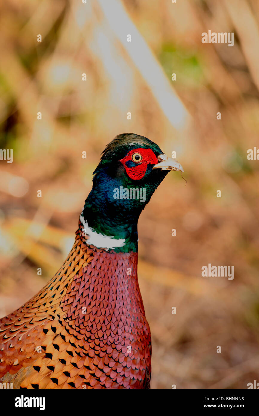 Irish game birds hi-res stock photography and images - Alamy