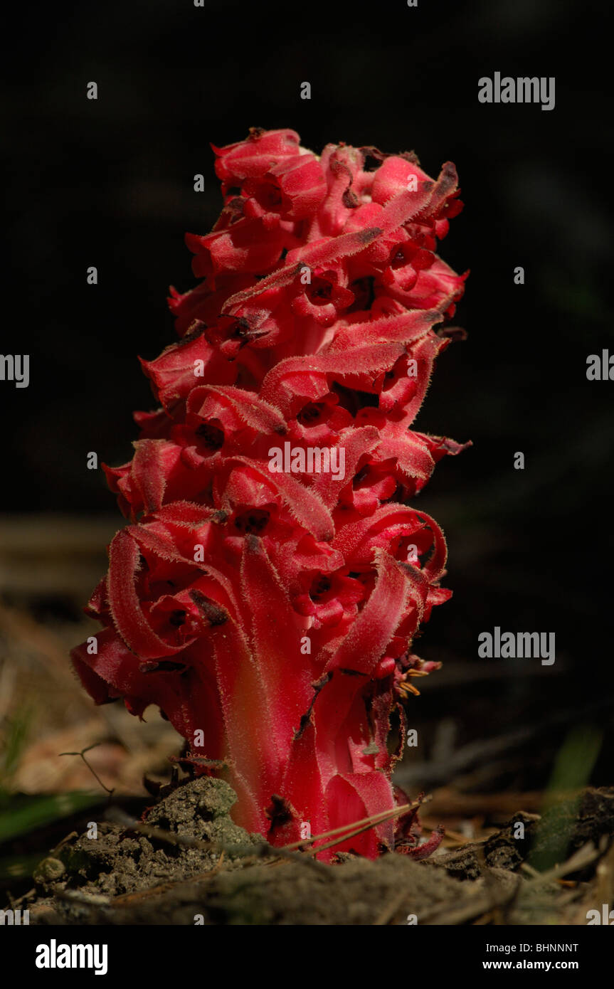 Snowplant (Sarcodes sanguinea Stock Photo - Alamy