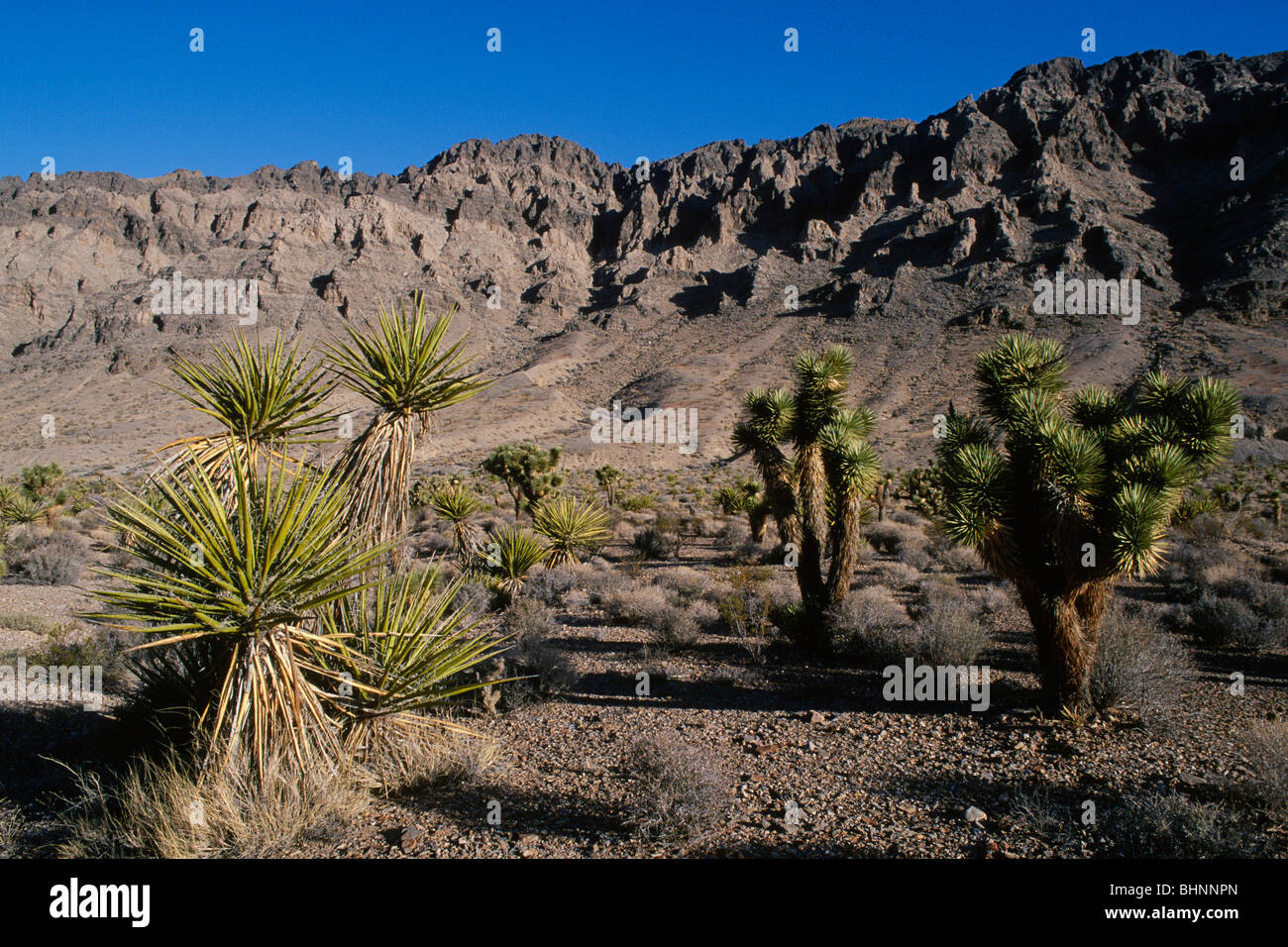 Yucca nevada hi-res stock photography and images - Alamy