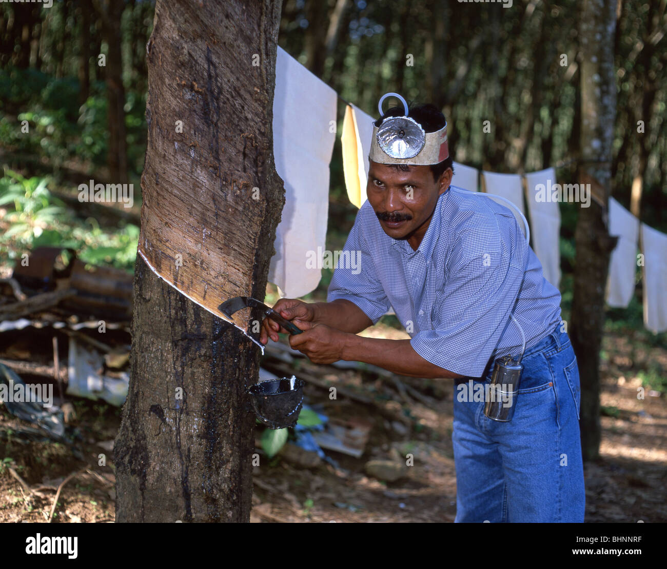 Man collecting sap from rubber tree at Rubber Plantation, Phuket ...