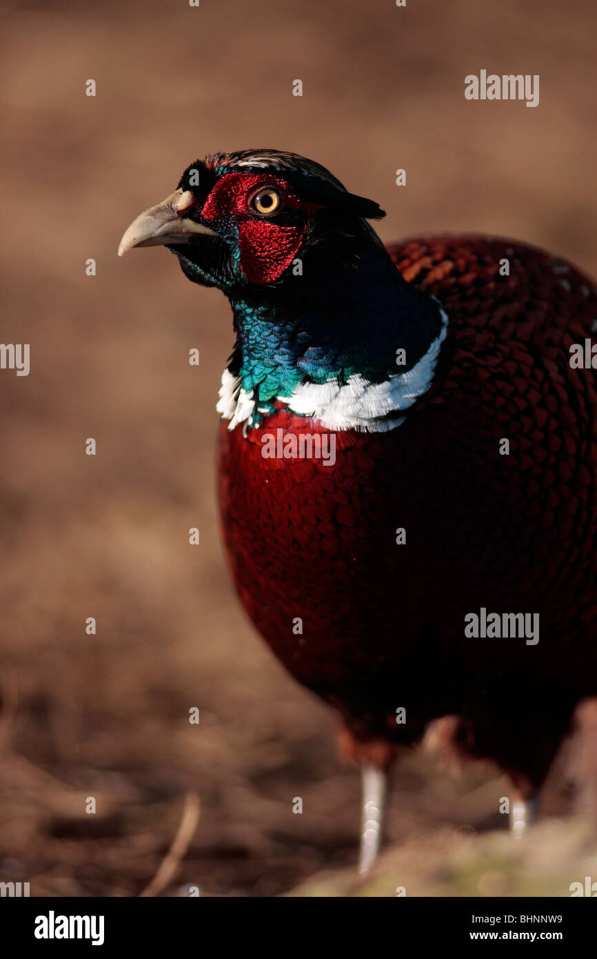 Irish game birds hi-res stock photography and images - Alamy