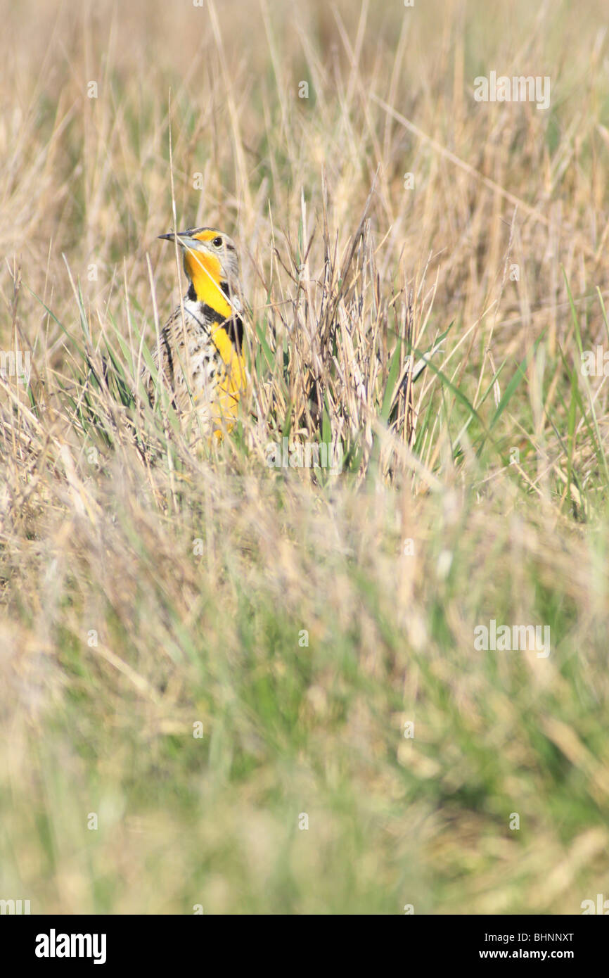 Western Meadowlark in a grass field in Washington Stock Photo - Alamy