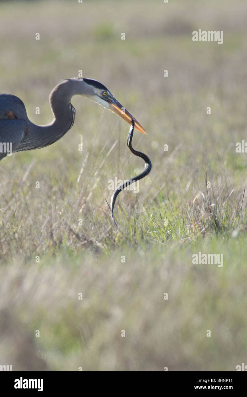 Snake catching bird hi-res stock photography and images - Alamy