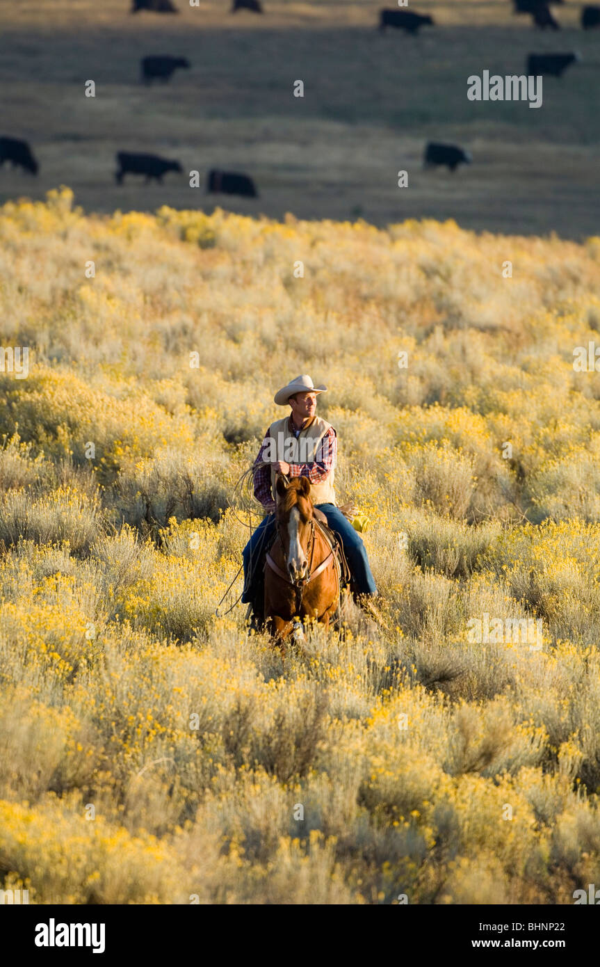Cowboy riding the range herding cattle Stock Photo - Alamy
