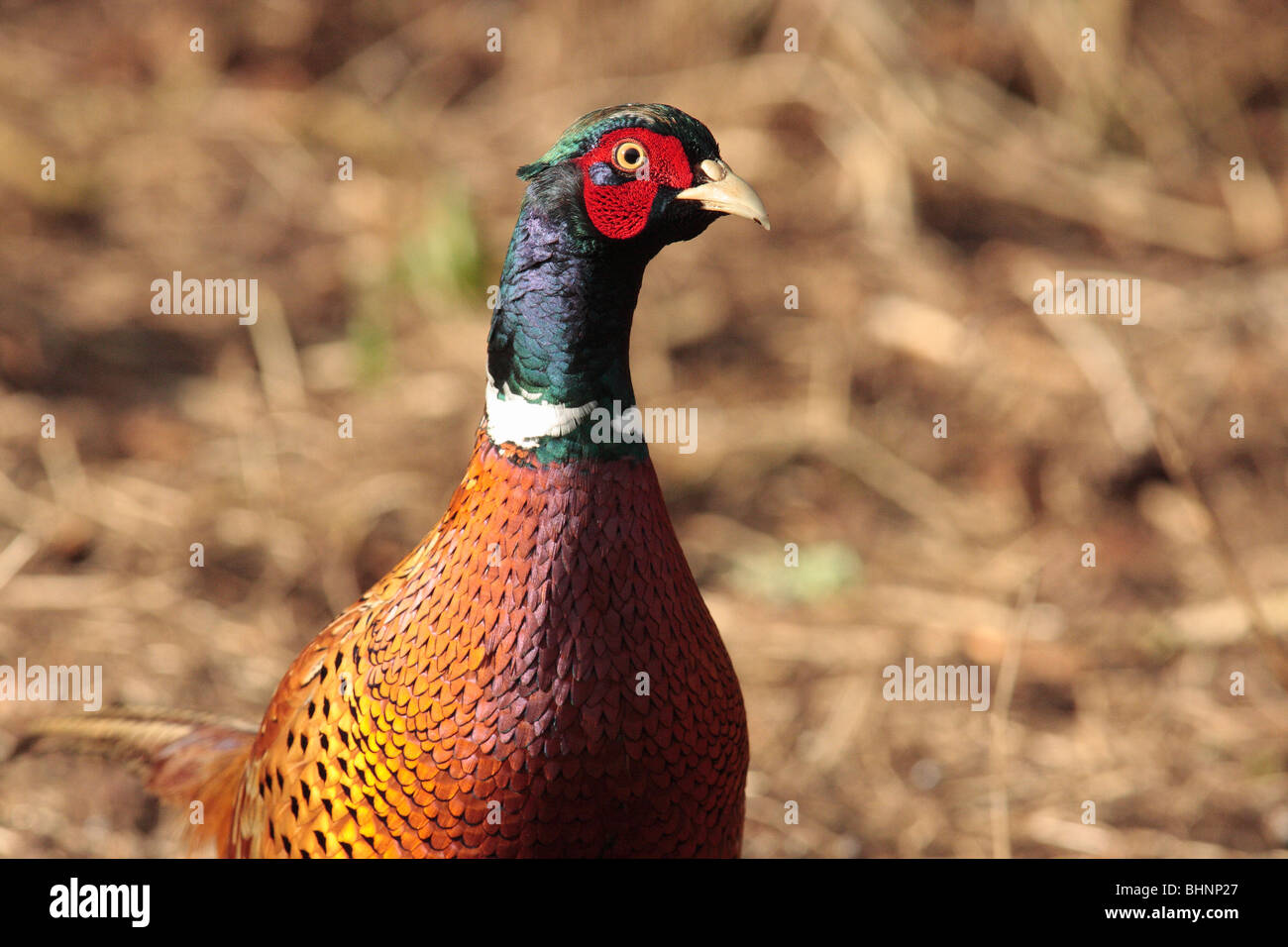 Irish game birds hi-res stock photography and images - Alamy