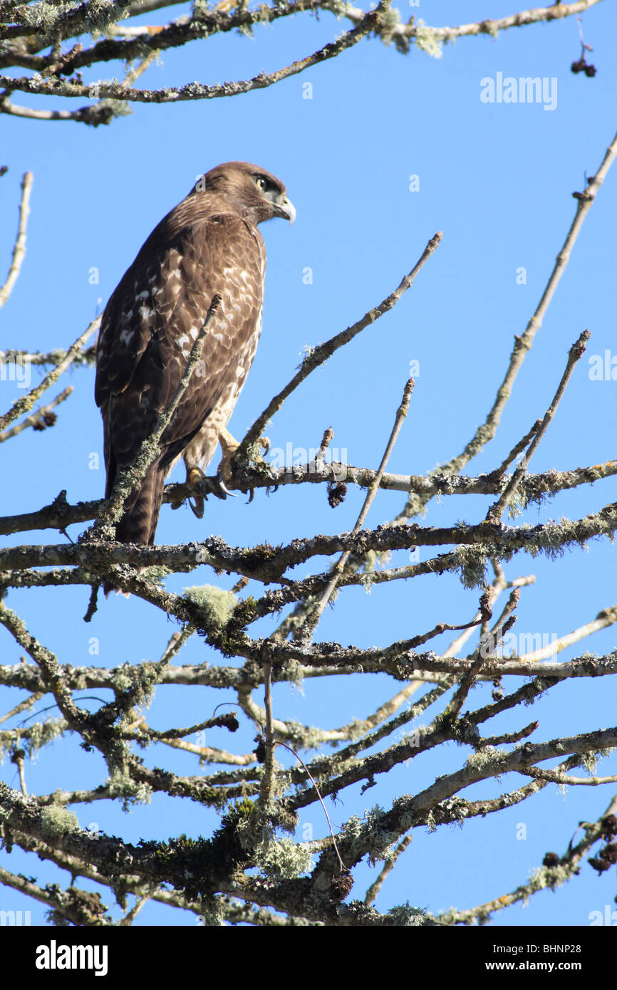 Red-tailed Hawk in a tree in Washington Stock Photo - Alamy