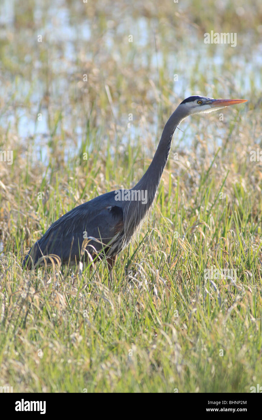 Great Blue Heron in a wetland in Washington Stock Photo - Alamy