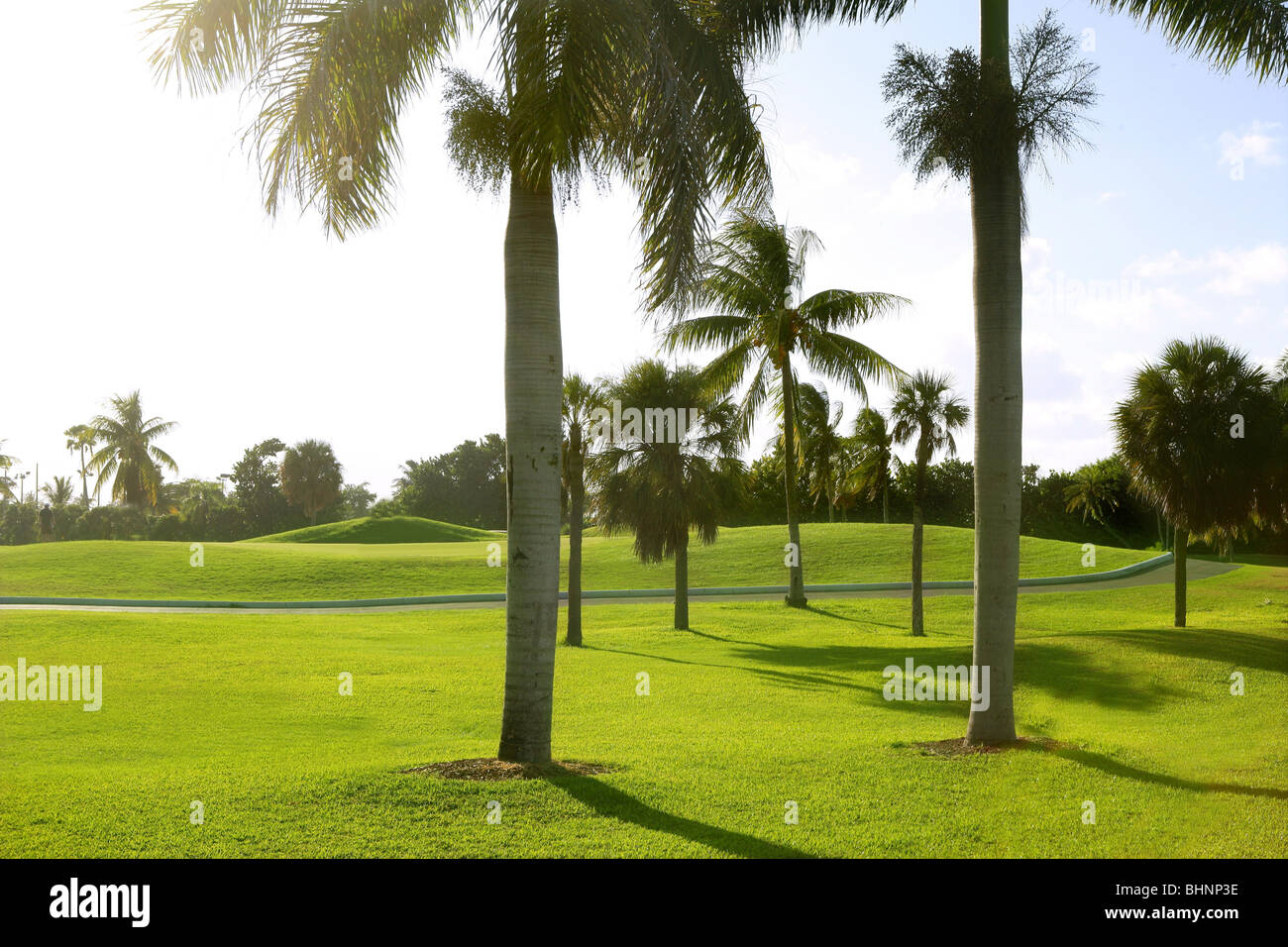 Miami Key Biscayne Golf tropical green grass field palm trees Stock ...