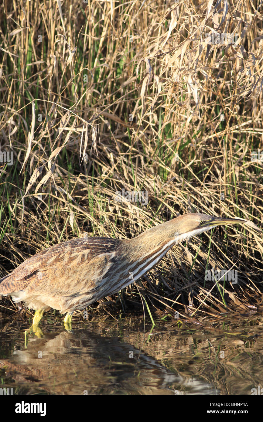 American Bittern in a Washington wetland Stock Photo - Alamy