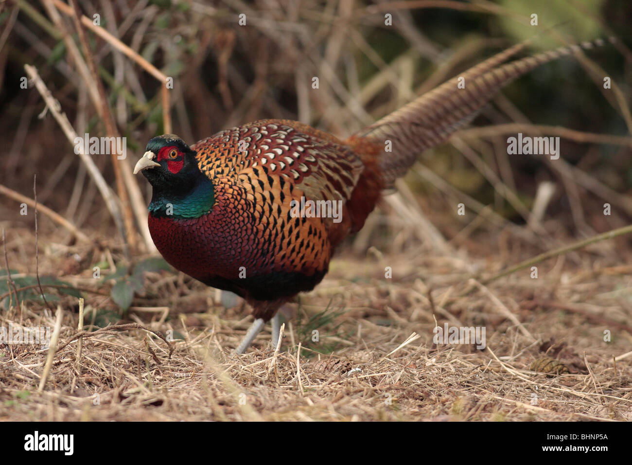 Irish game birds hi-res stock photography and images - Alamy