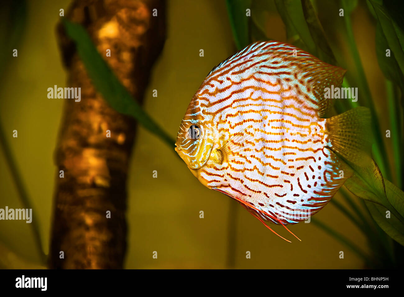 Aquarium symphysodon aequifasciatus hi-res stock photography and images ...