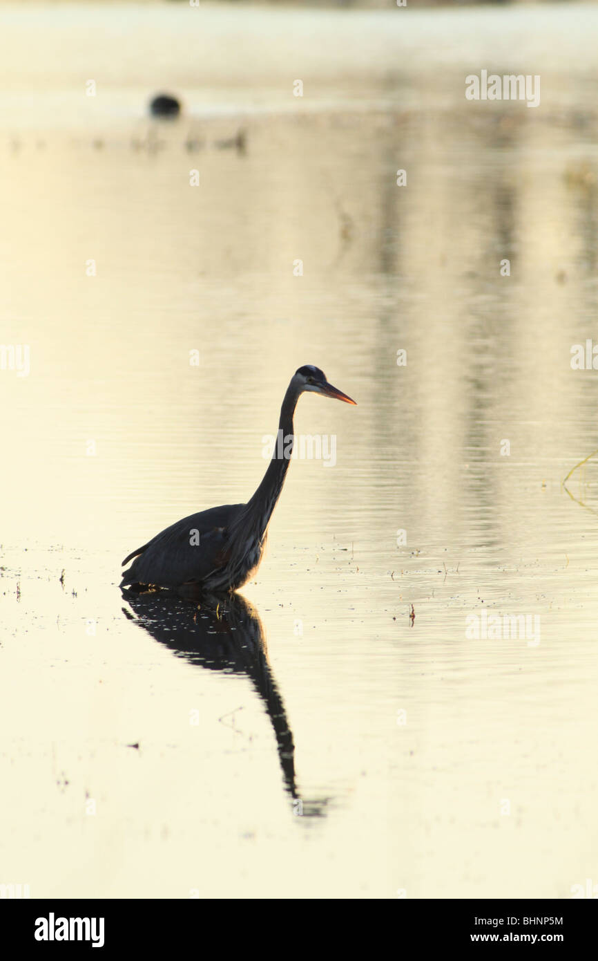 Great Blue Heron in a wetland in Washington Stock Photo - Alamy