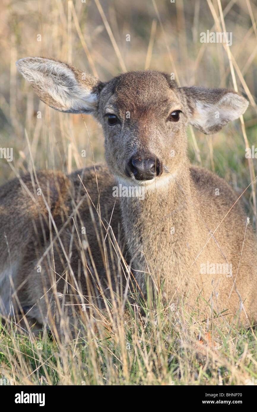 Black-tailed Deer in a grass field in Oregon Stock Photo - Alamy