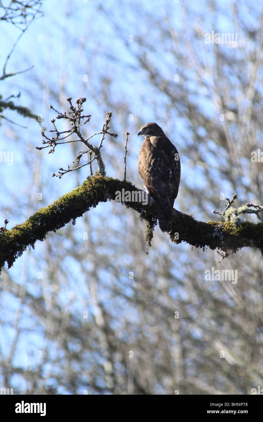 Red-tailed Hawk on a tree branch in Oregon Stock Photo - Alamy