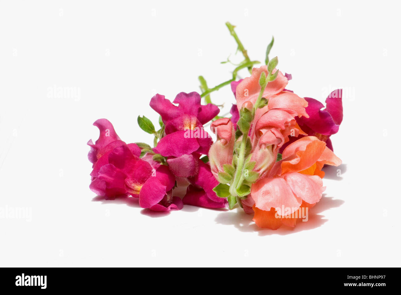 Close-up of snapdragon on white background Stock Photo - Alamy