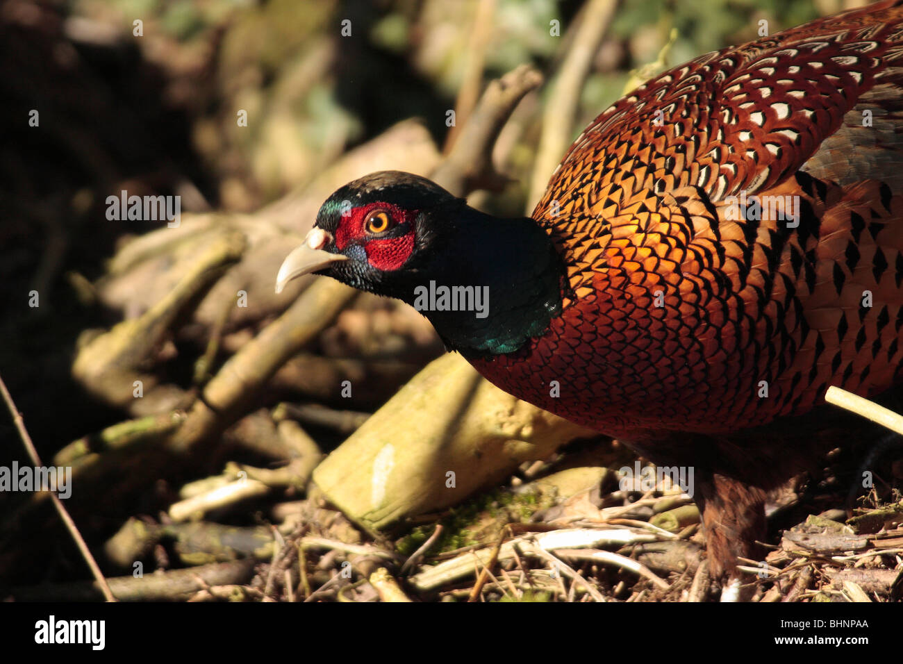 Irish game birds hi-res stock photography and images - Alamy