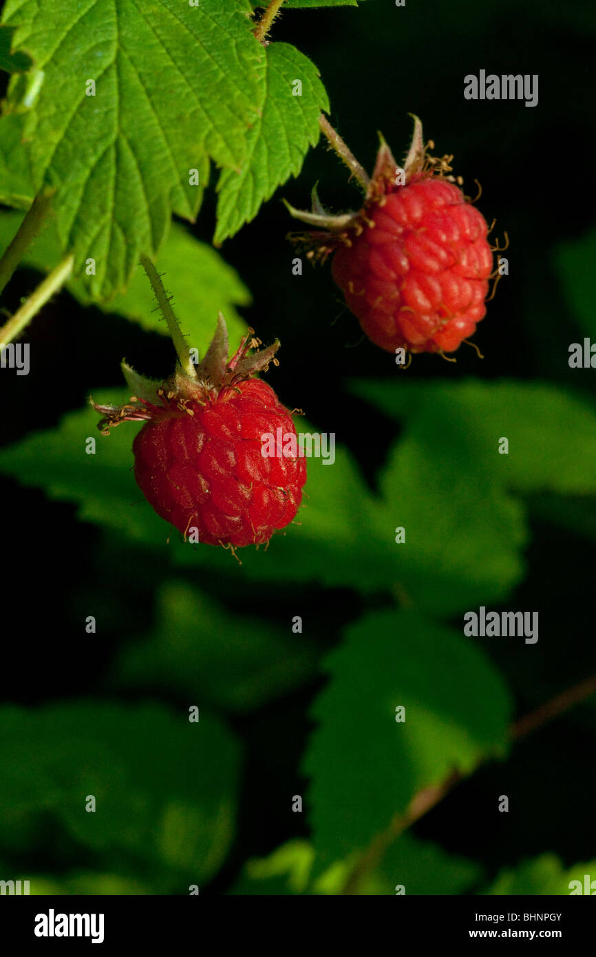 American Red Raspberry Rubus Idaeus High Resolution Stock Photography ...