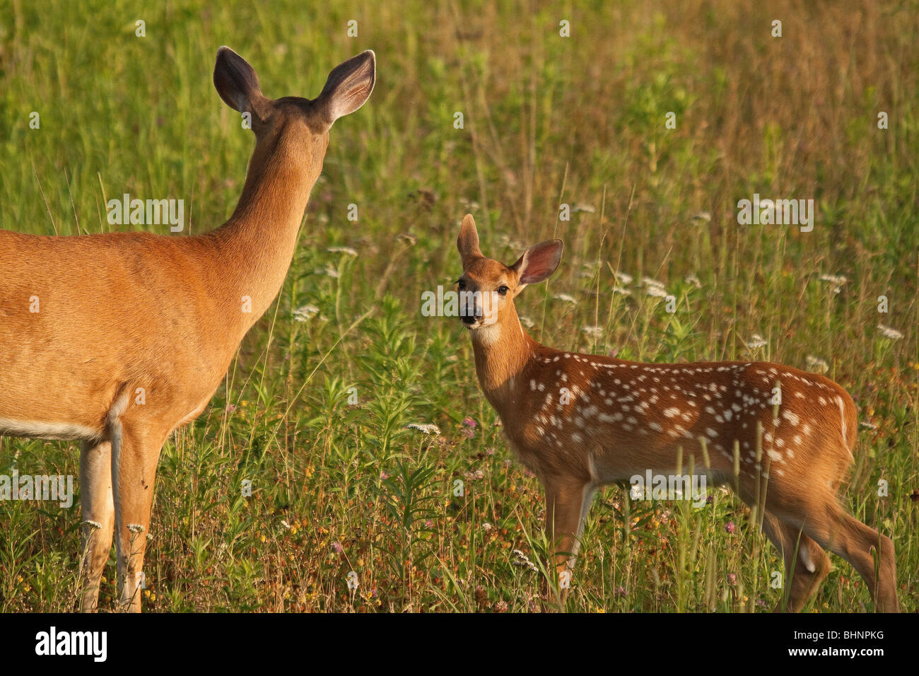 White-tailed doe with fawn Stock Photo - Alamy