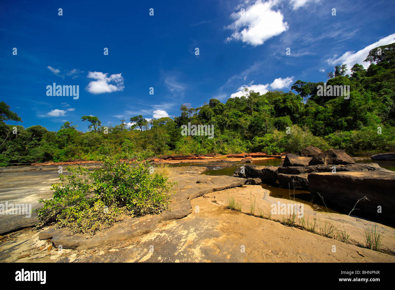 Tropical forest. Laos Stock Photo - Alamy