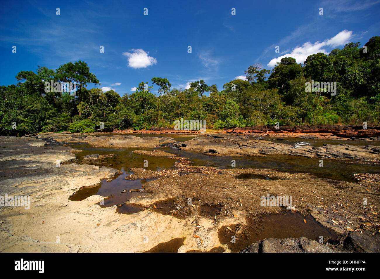 The tropical forest of Laos Stock Photo - Alamy