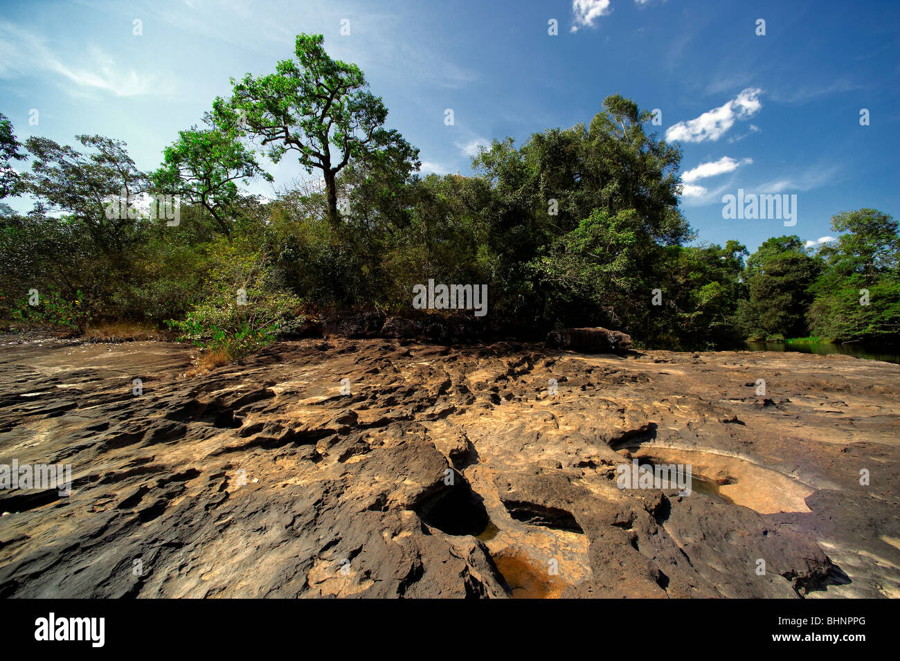 The tropical forest of Laos Stock Photo - Alamy