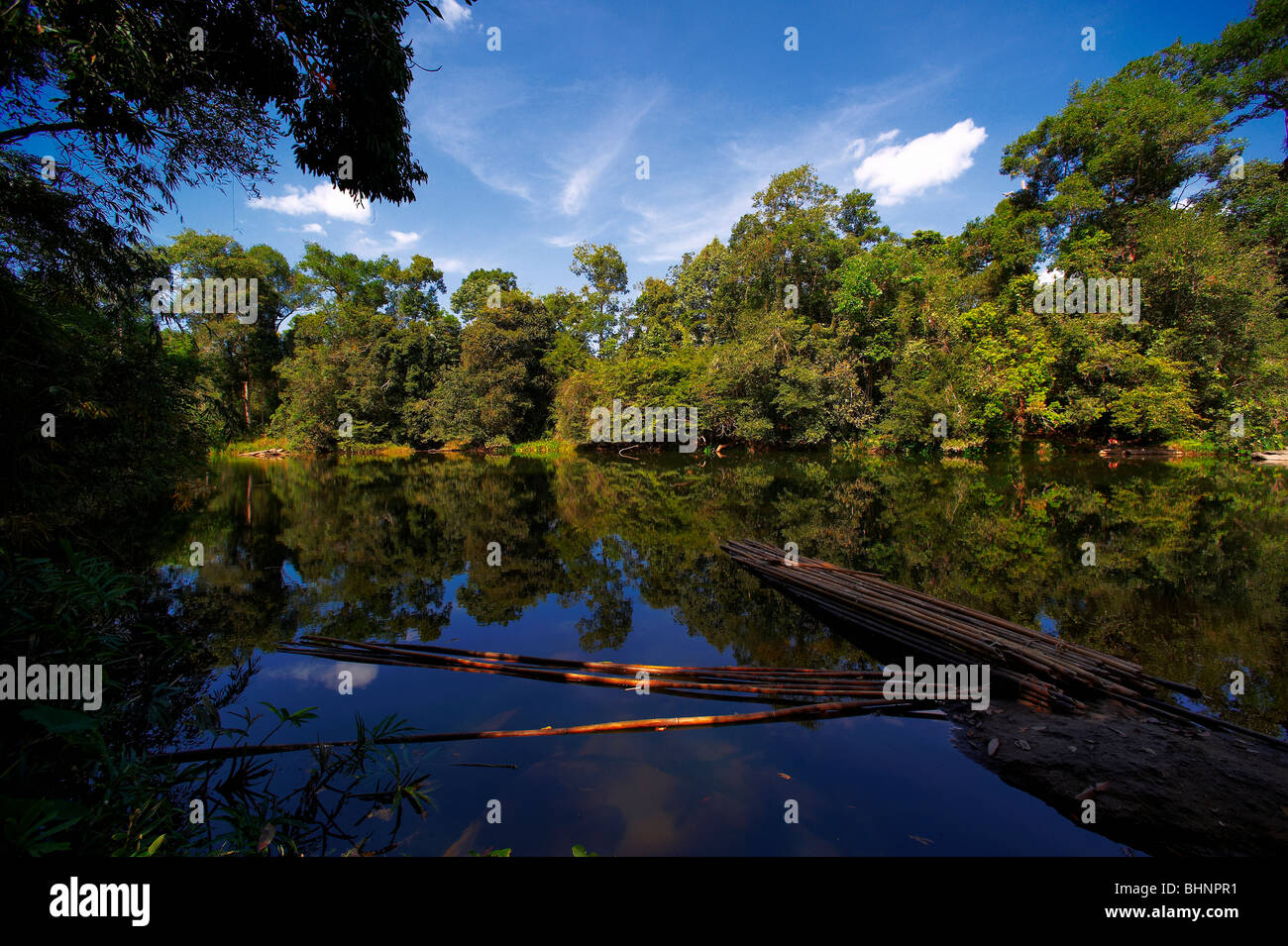 The tropical forest of Laos Stock Photo - Alamy