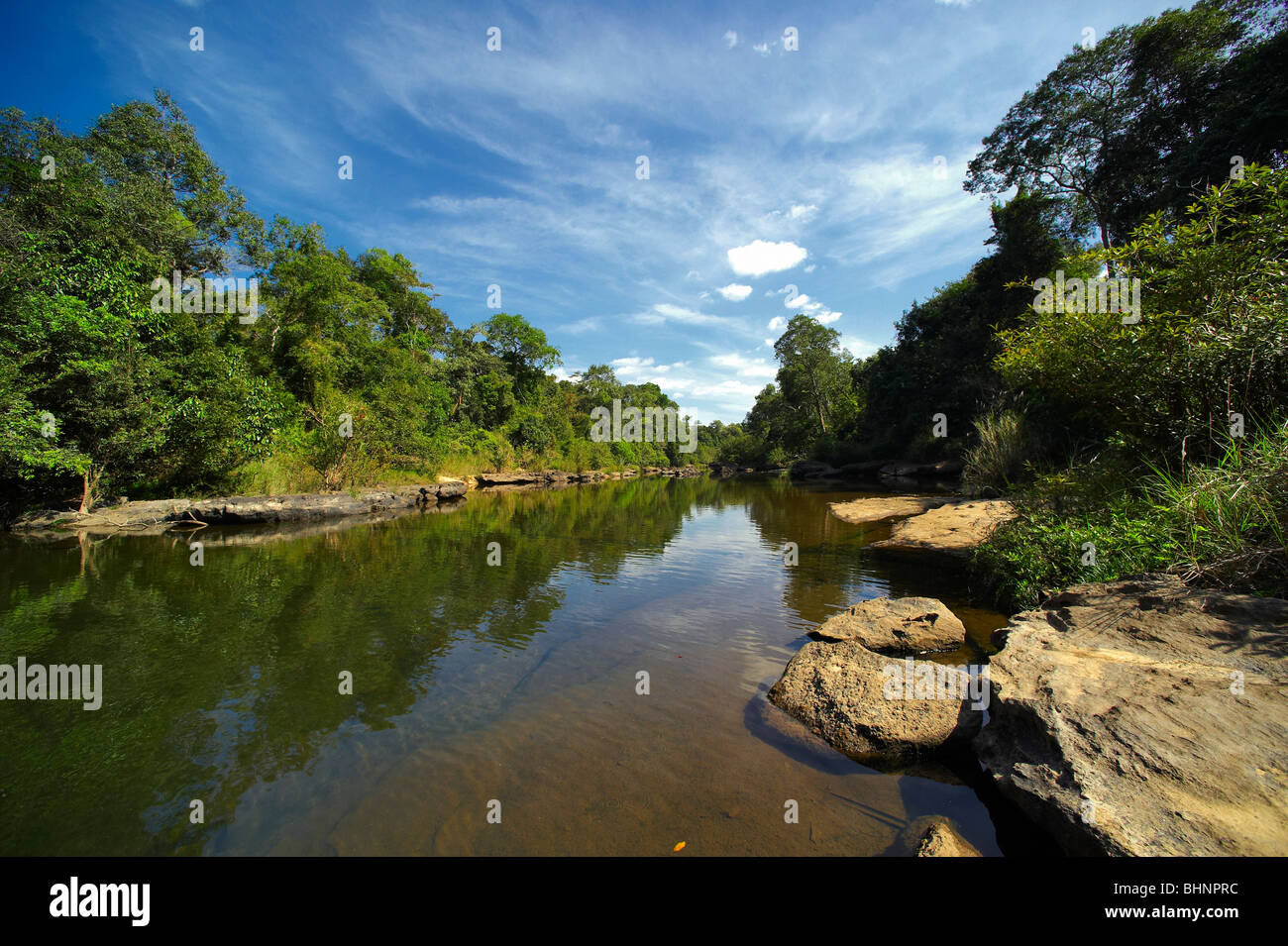 The tropical forest of Laos Stock Photo - Alamy