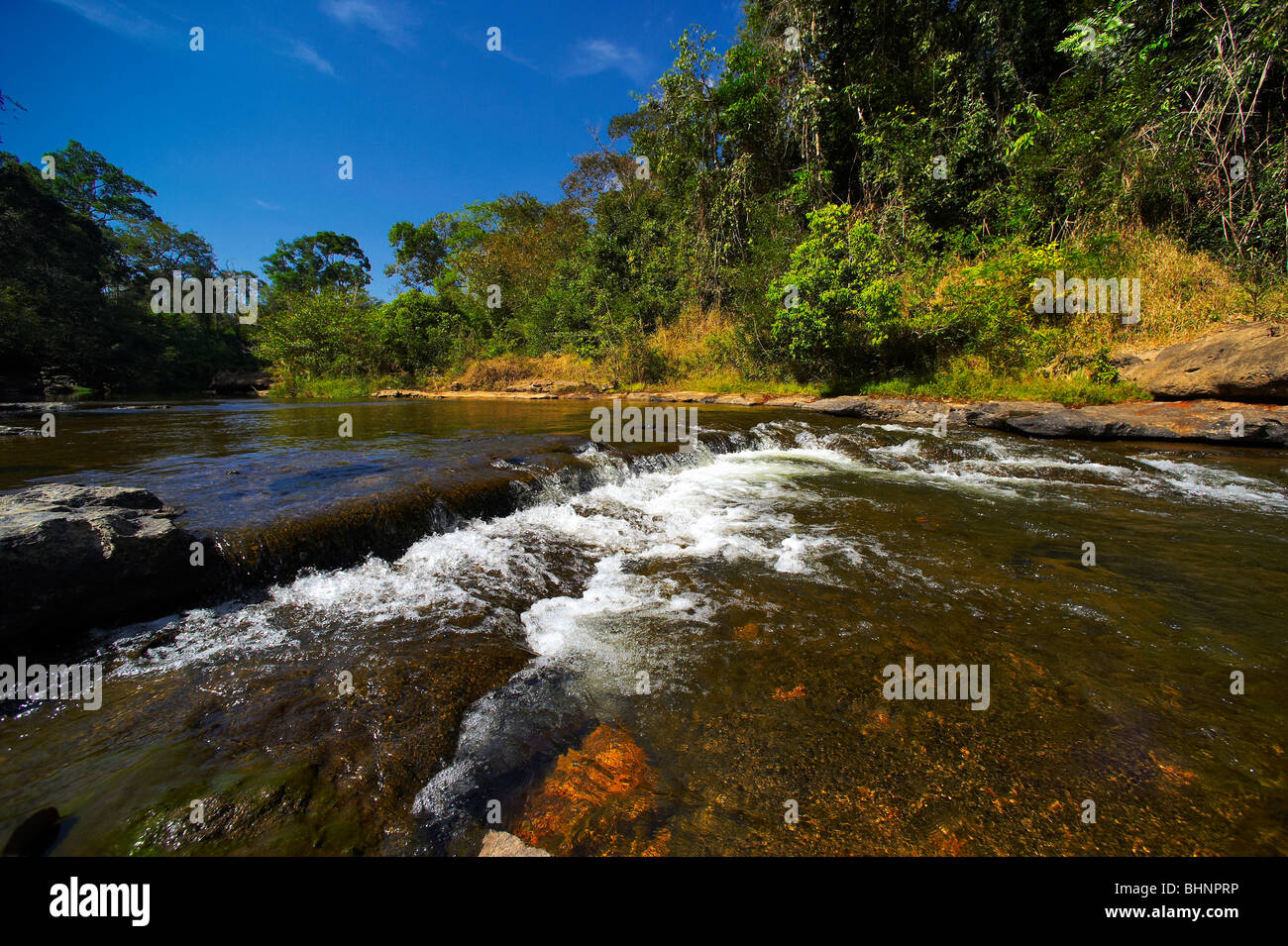 The tropical forest of Laos Stock Photo - Alamy