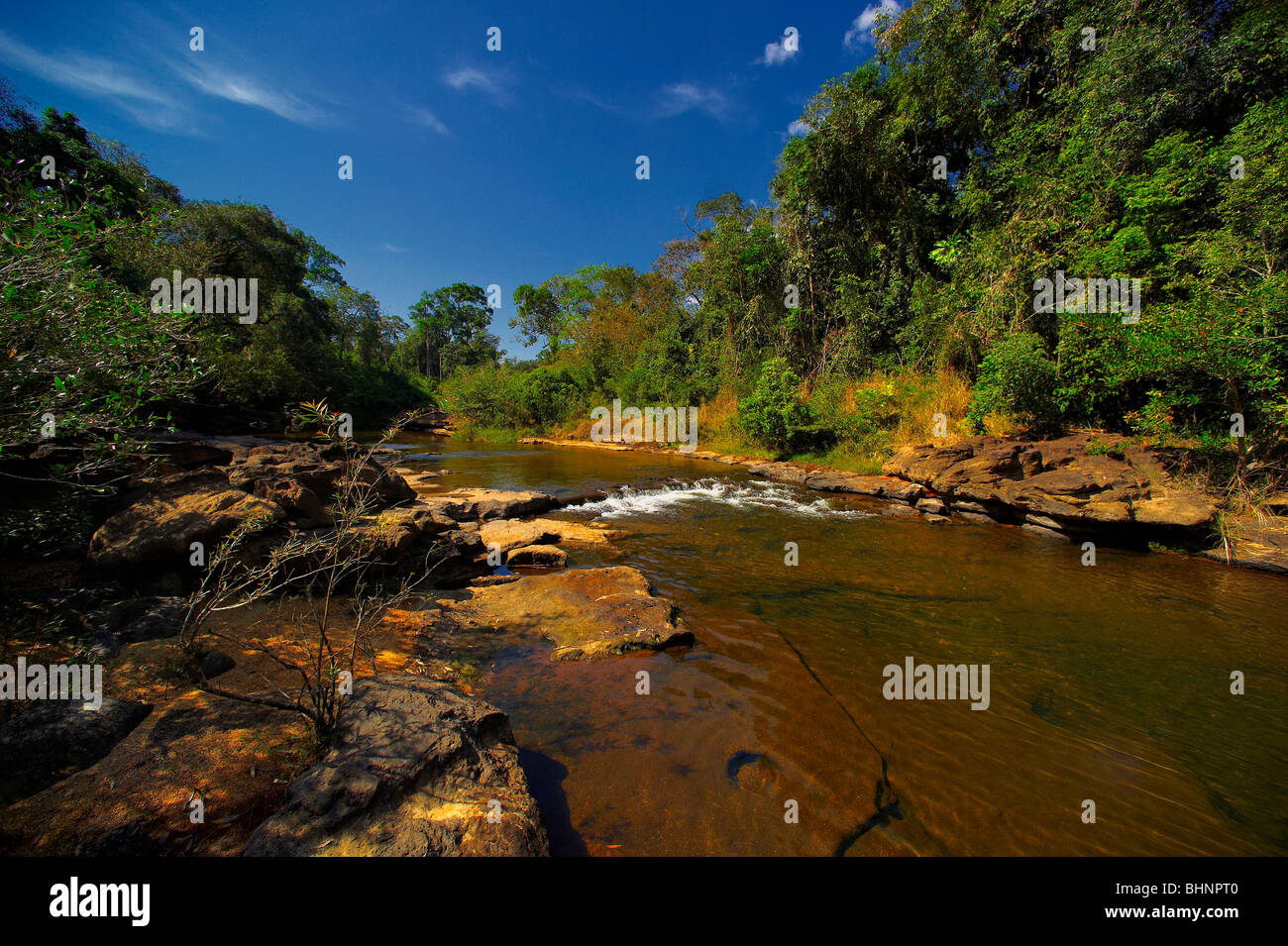 The tropical forest of Laos Stock Photo - Alamy