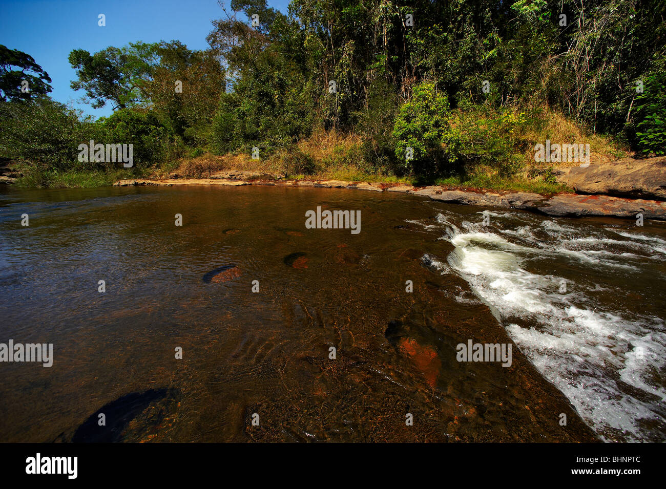 The tropical forest of Laos Stock Photo - Alamy