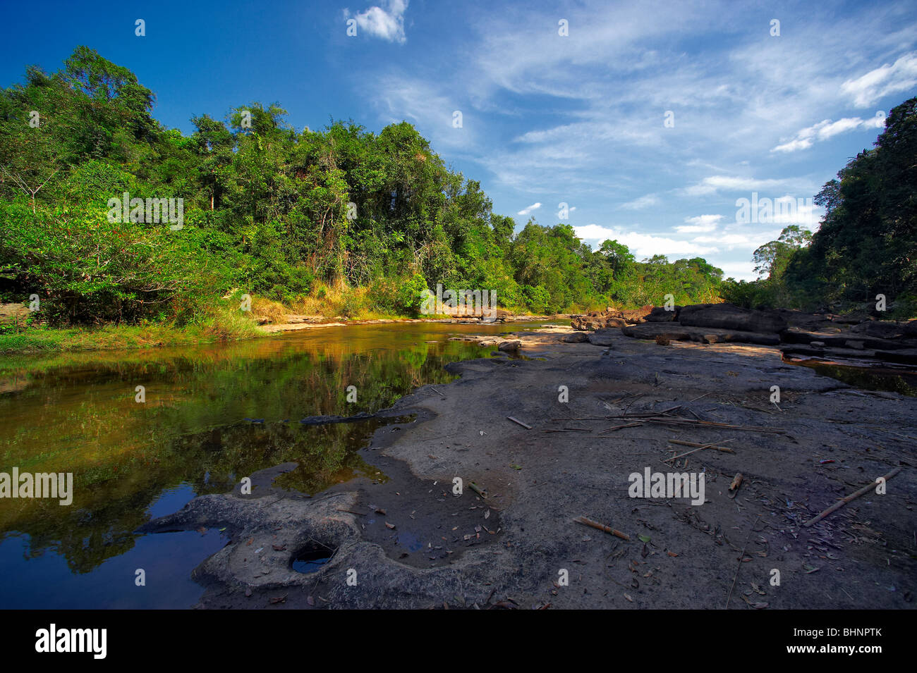 The tropical forest of Laos Stock Photo - Alamy