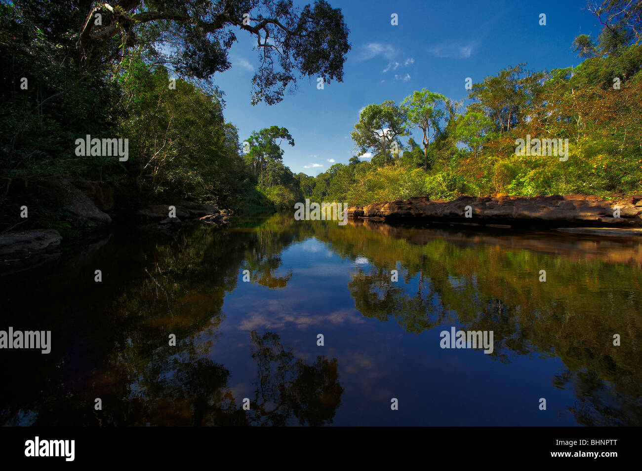 The tropical forest of Laos Stock Photo - Alamy