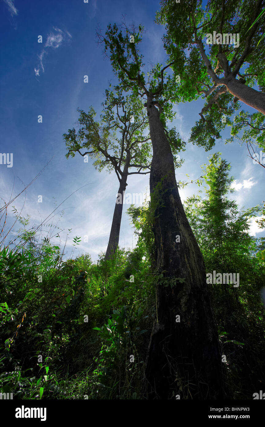 The tropical forest of Laos Stock Photo - Alamy