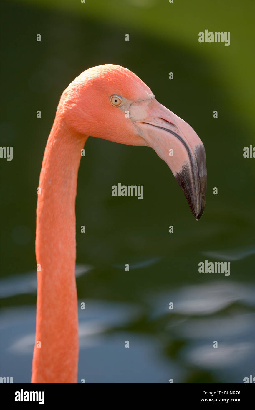 Caribbean, Rosy, Cuban, American or Greater Flamingo (Phoenicopterus ...