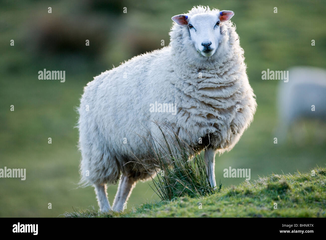 Crossbred sheep hi-res stock photography and images - Alamy