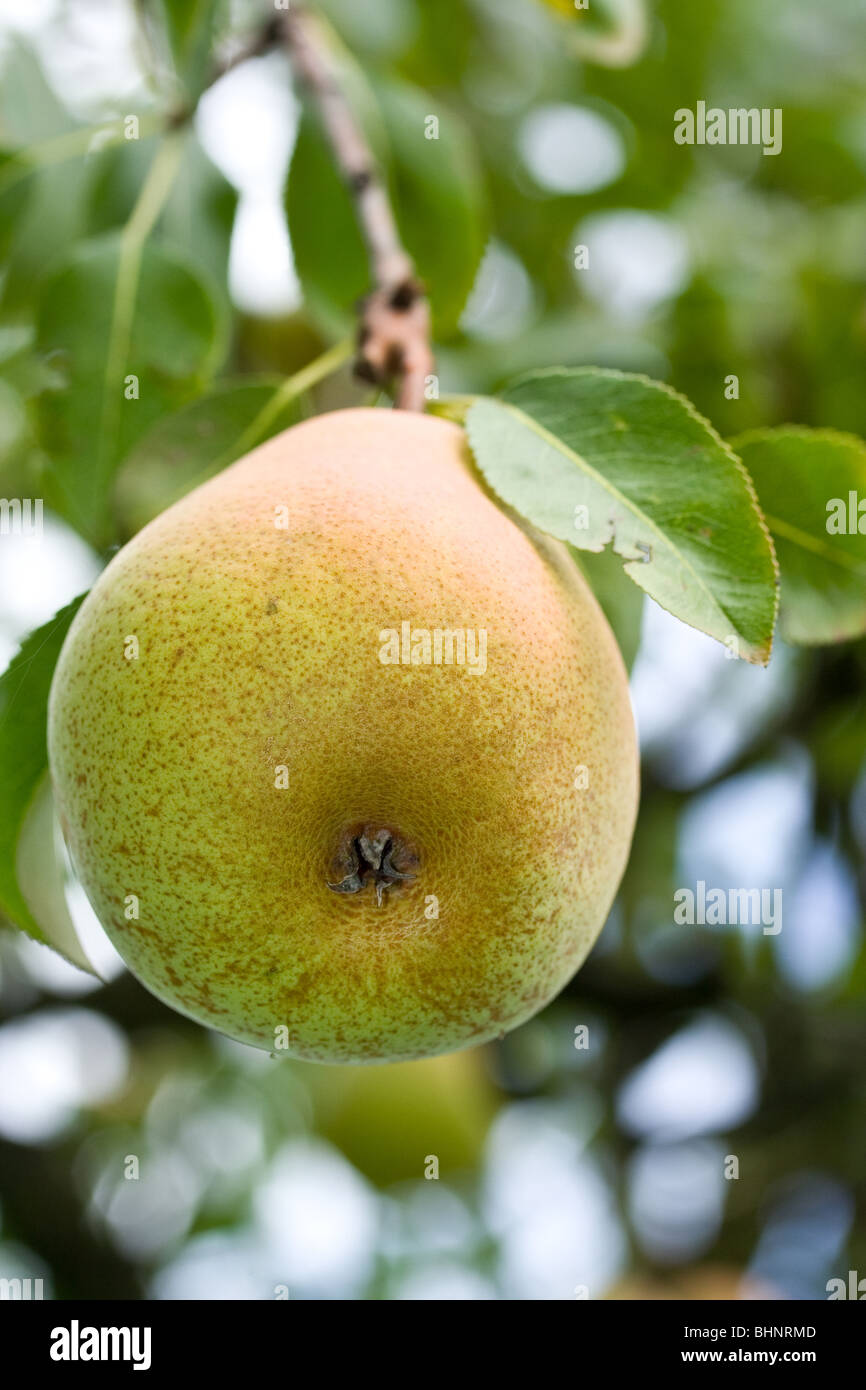 One pear hanging on a branch against blurred background Stock Photo - Alamy