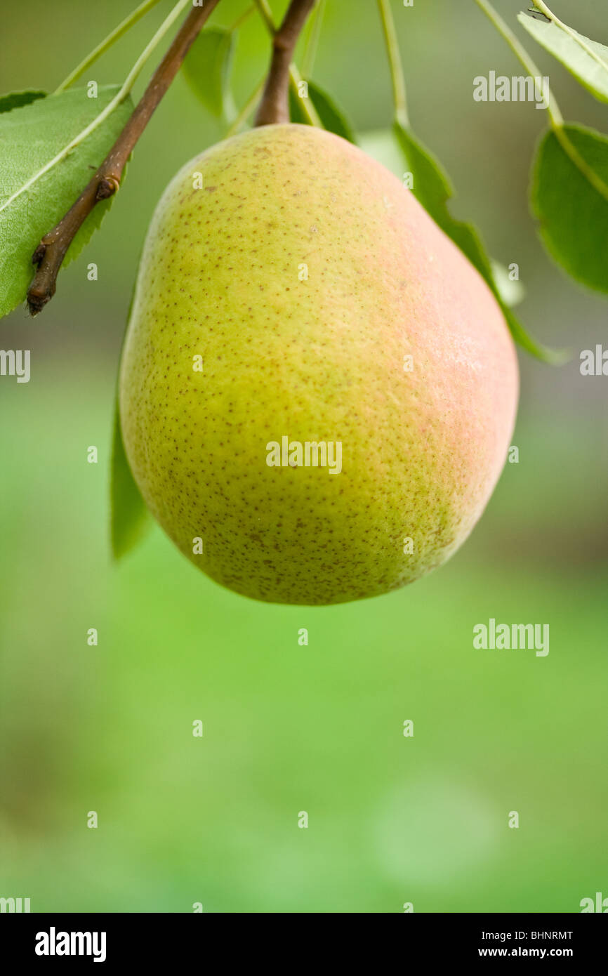One pear hanging on a branch against blurred background Stock Photo - Alamy