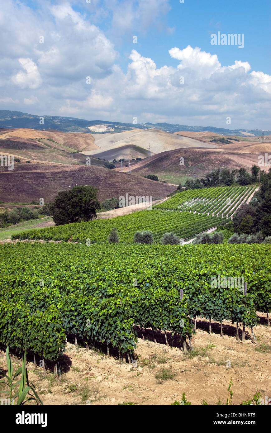 Vineyards in the rolling hills typical of the province of Pisa in ...