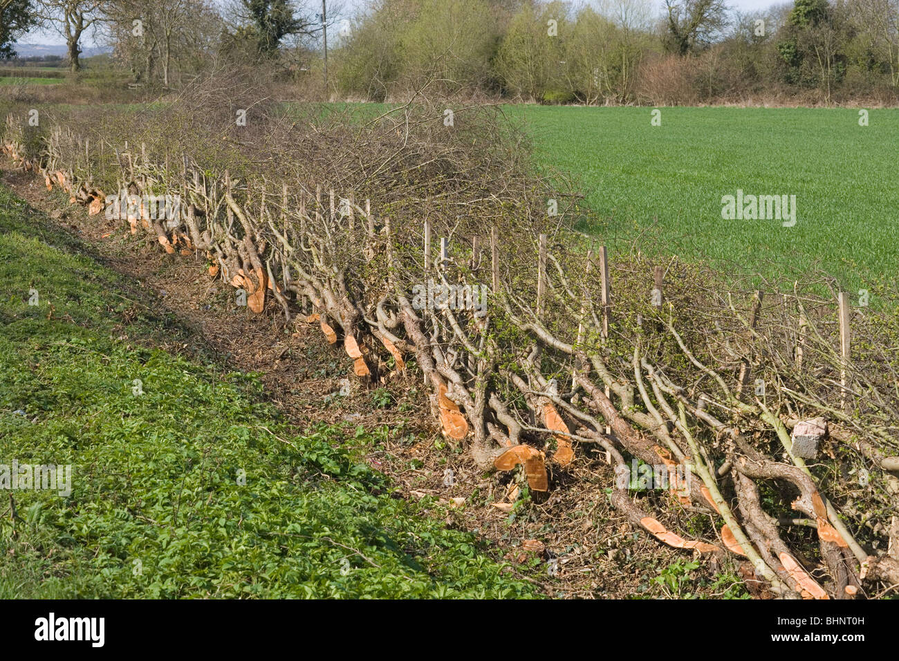 Section re-layed field boundary Hawthorn Hedge Stock Photo - Alamy