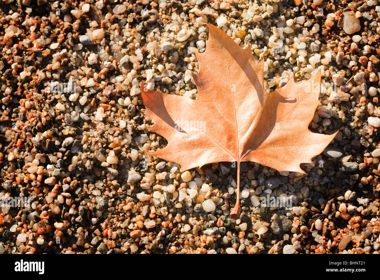 A single fallen leaf on pebbles Stock Photo - Alamy