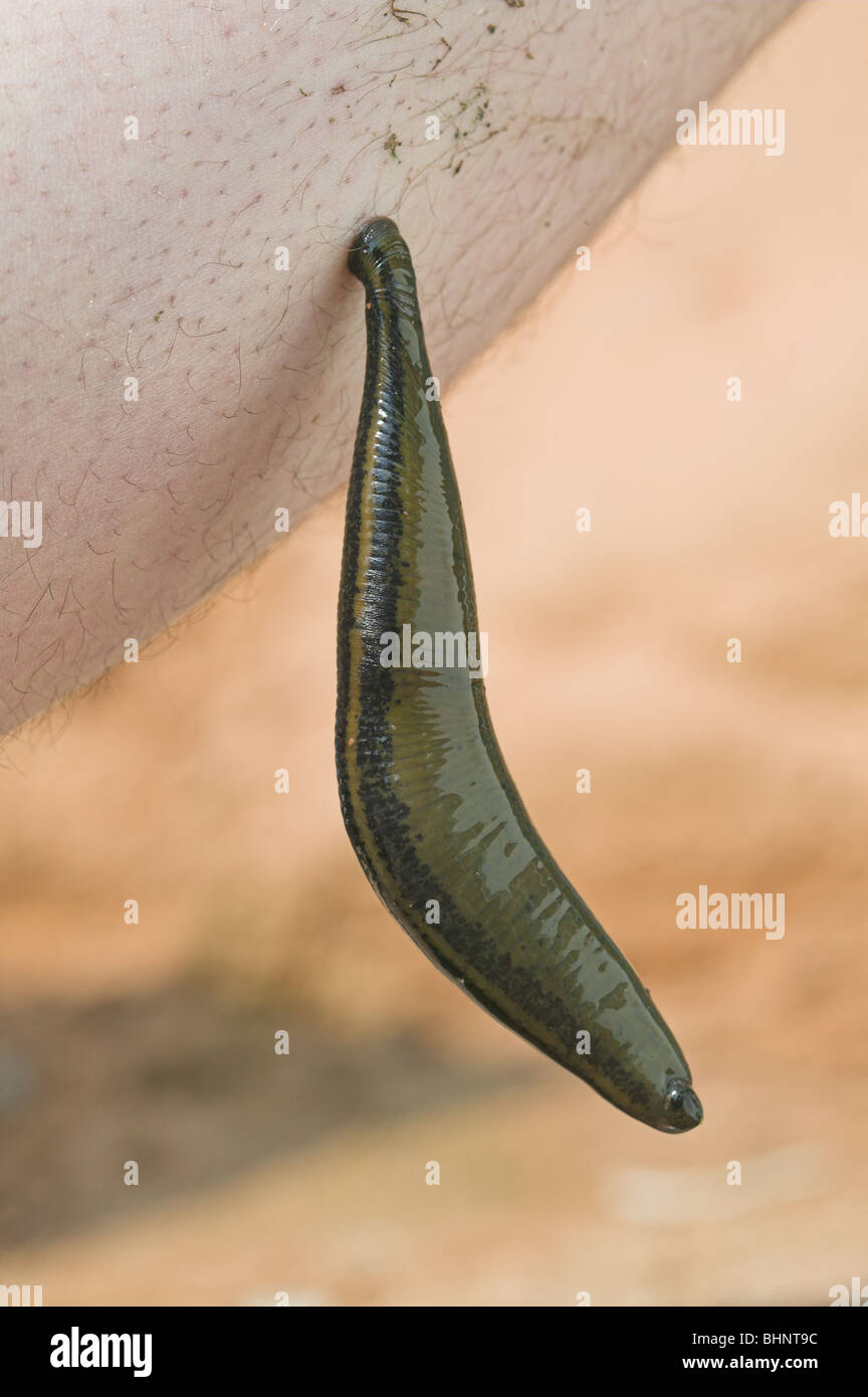Medicinal Leech Hirudo medicinalis Stock Photo - Alamy