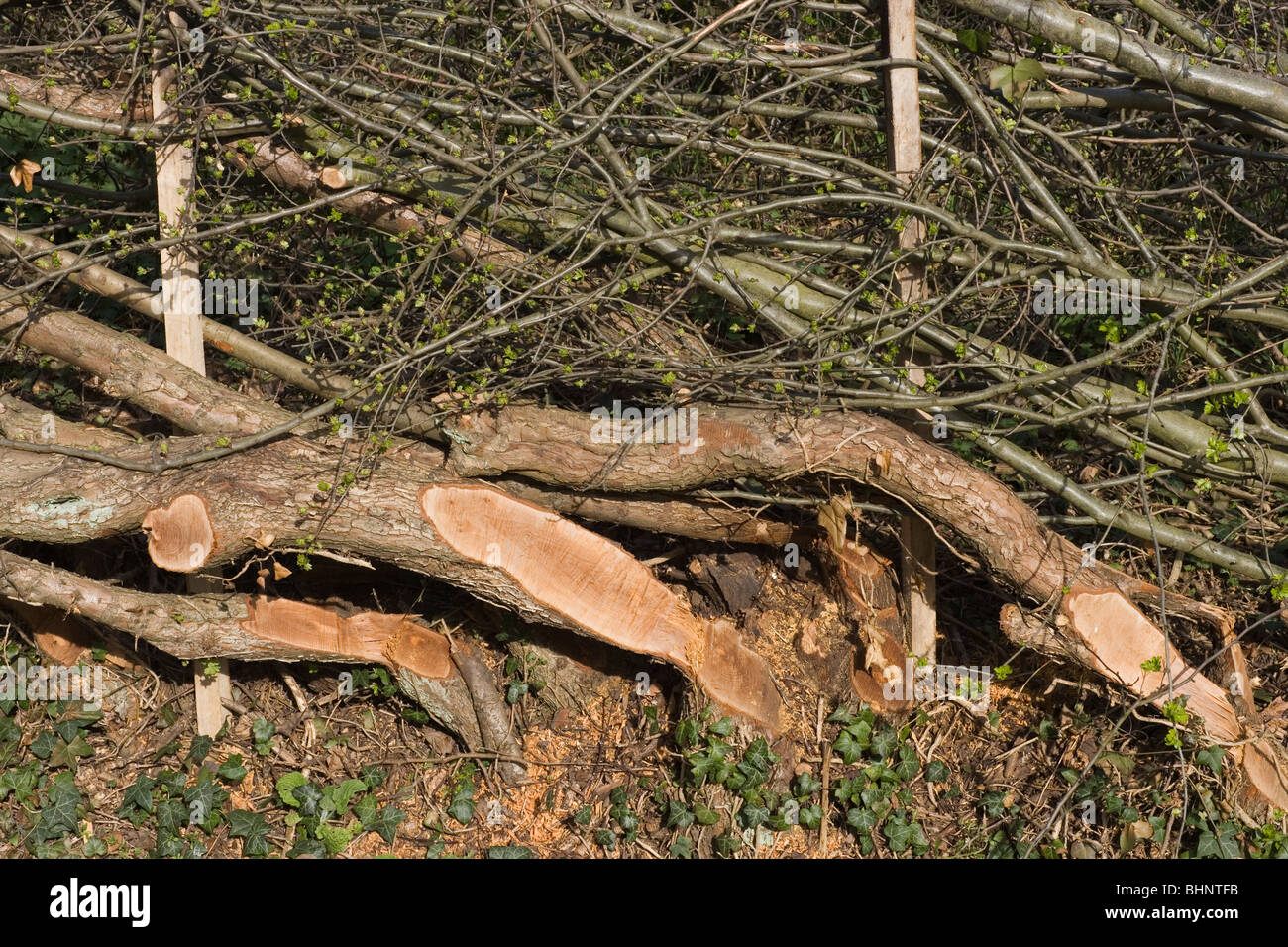 Section of re-layed field boundary Hawthorn Hedge (Crotaegus monogyna ...