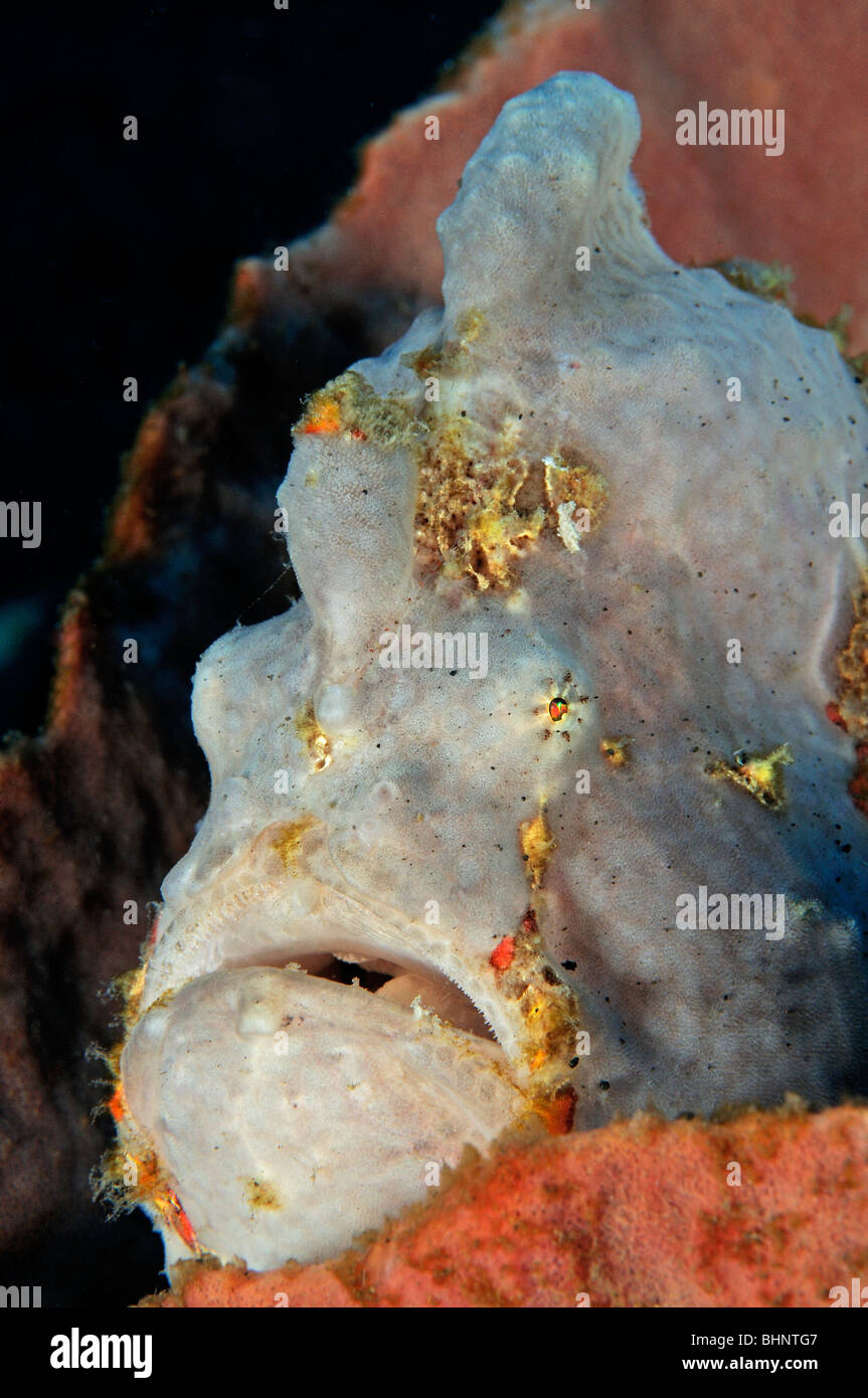 Scarlet anglerfish High Resolution Stock Photography and Images - Alamy