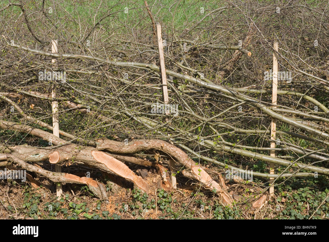 Farm hedge restoration hi-res stock photography and images - Alamy