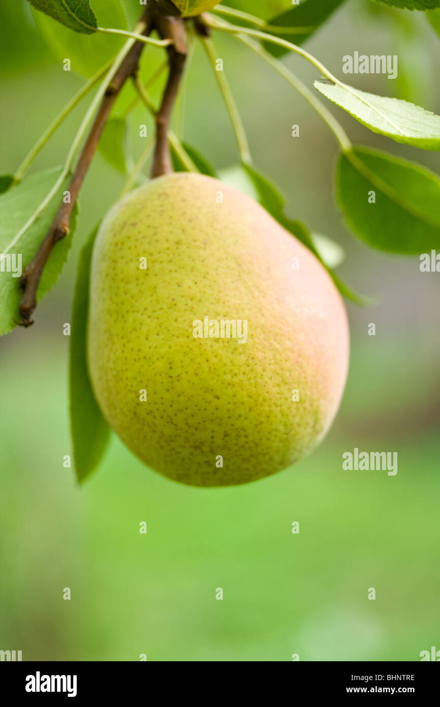 One pear hanging on a branch against blurred background Stock Photo - Alamy