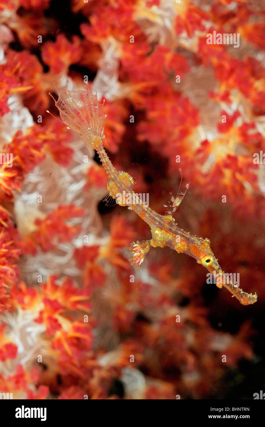 Delicate ghost pipefish hi-res stock photography and images - Alamy