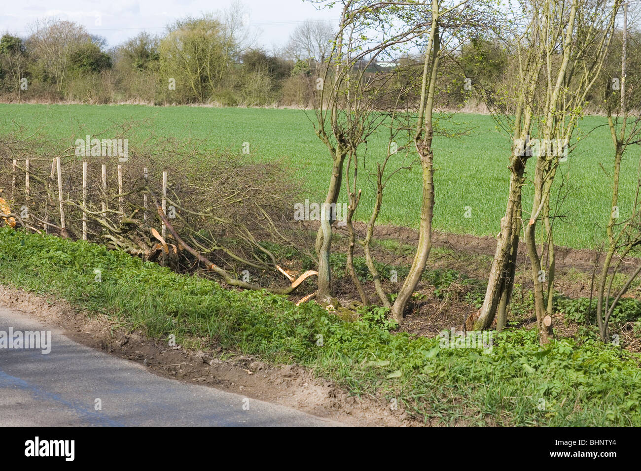 Re-laying an old established field boundary Hawthorn Hedge (Crotaegus ...